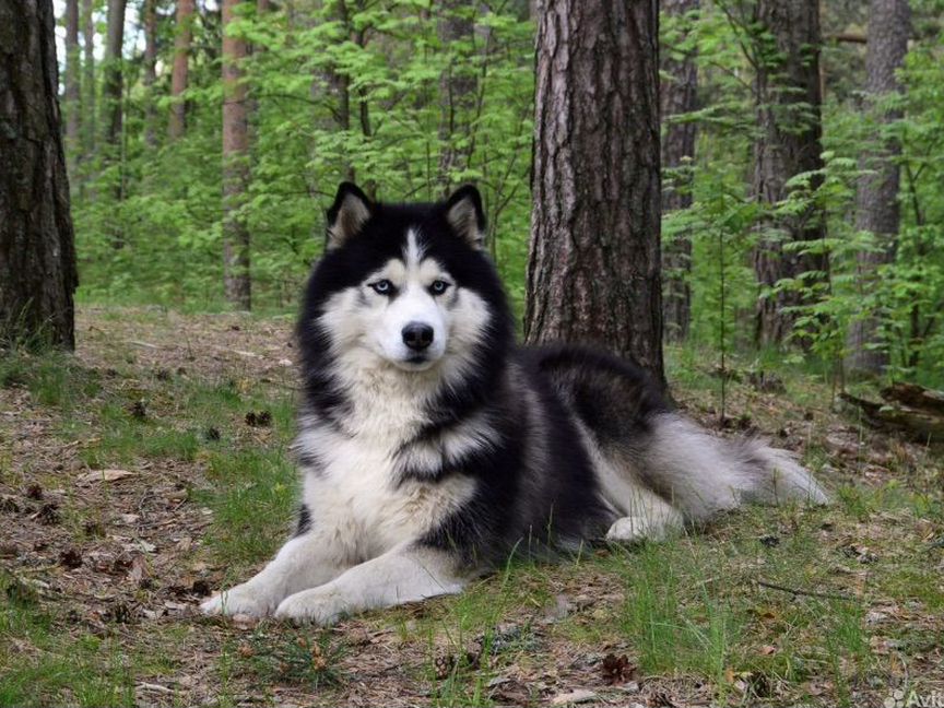 Кабель для вязки хаски