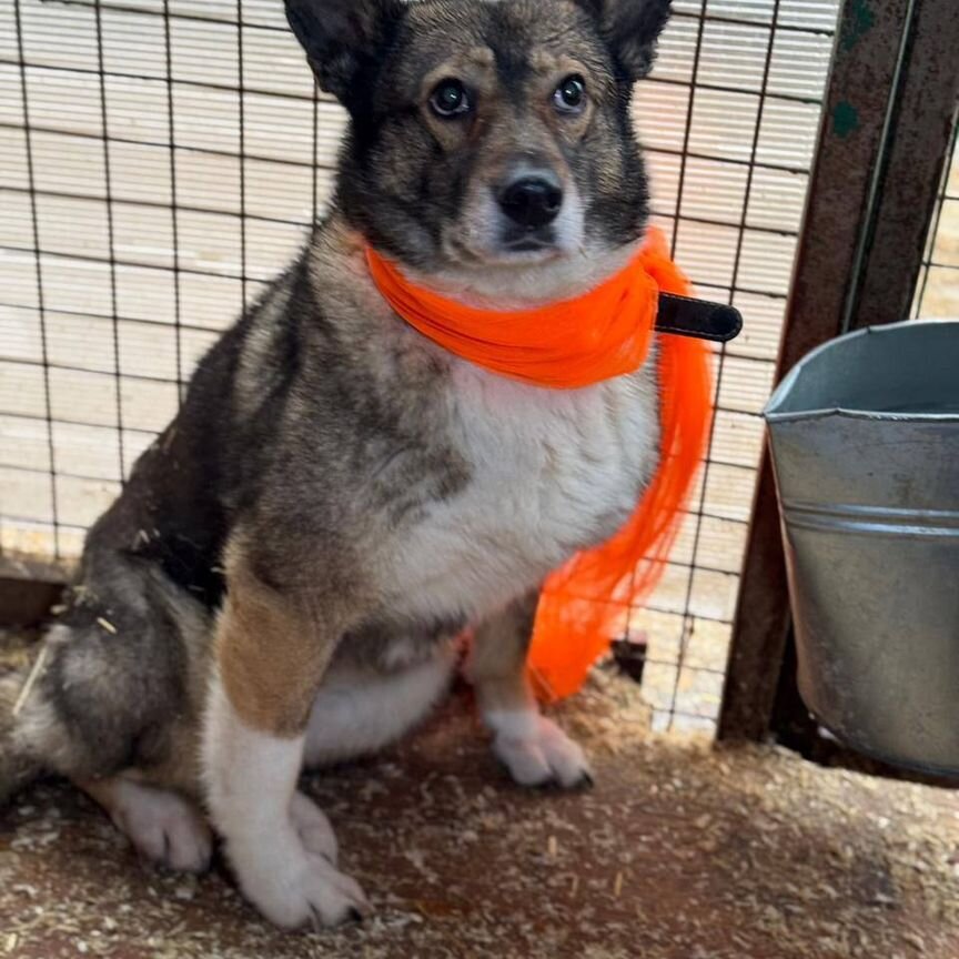 Собака в добрые руки