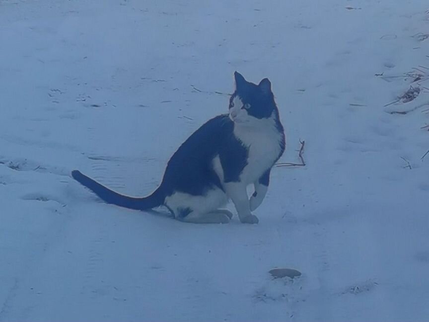 Котика бросили на дачах