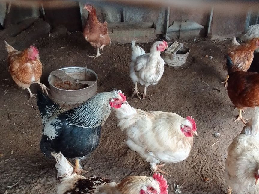 Индоутки и петушки