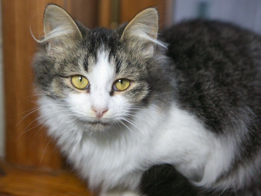 Котенок 4.5 месяца