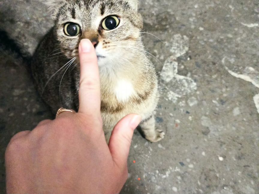 Отдам кошечку-котёнка(1 годик) в добрые руки