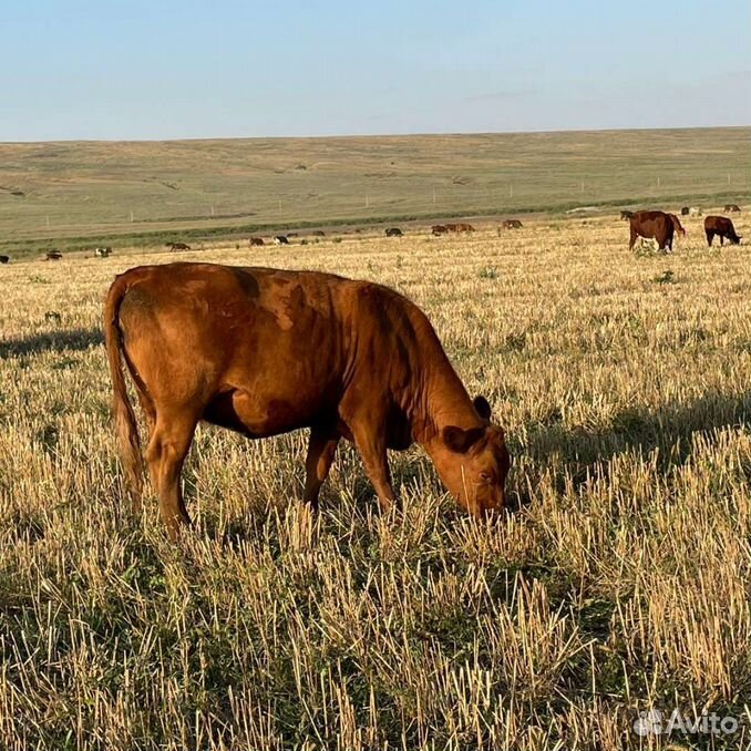 Коровы и телки