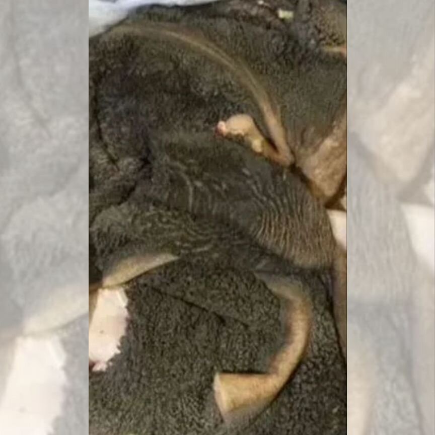 Мясо для собак, рубец