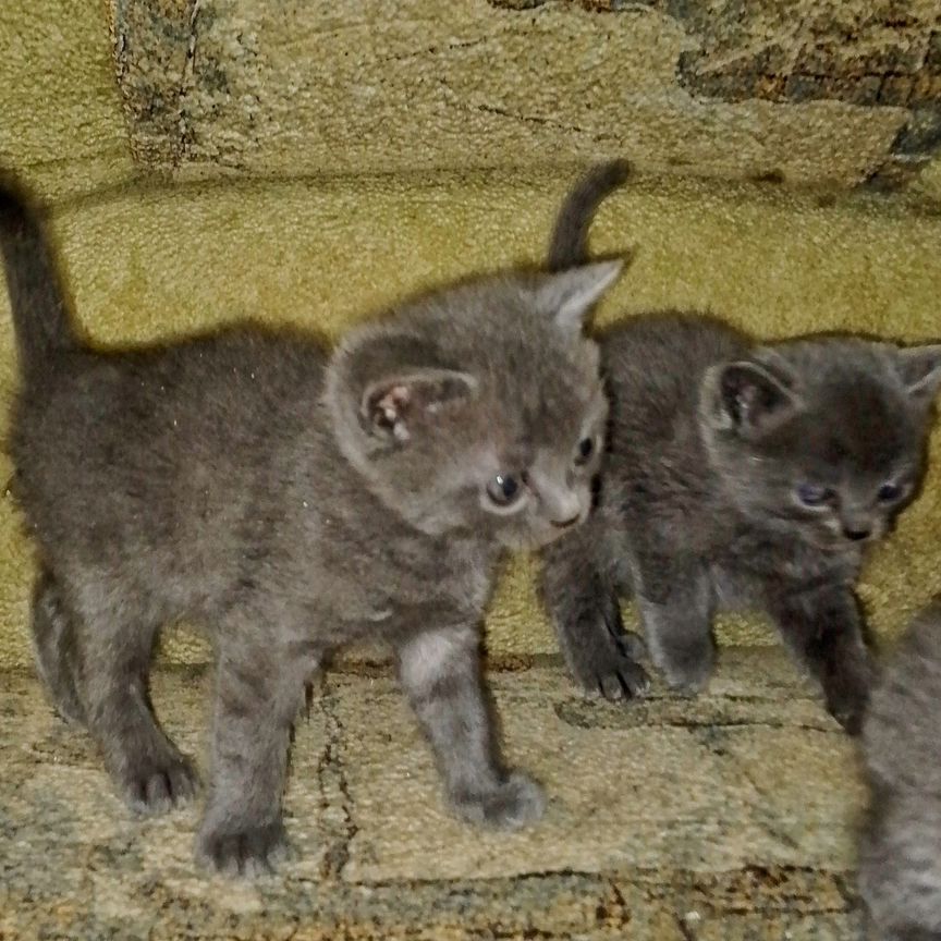 Котята в добрые руки
