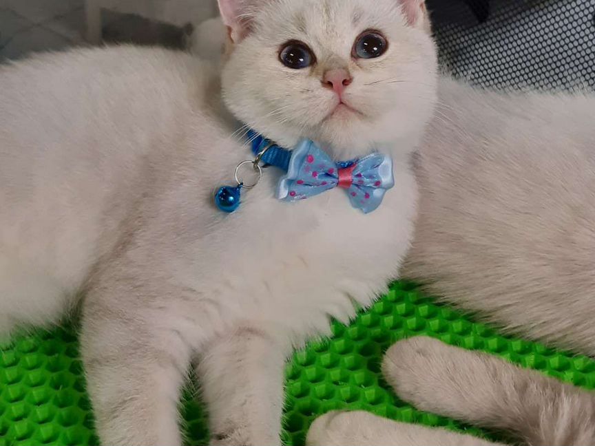 Британская