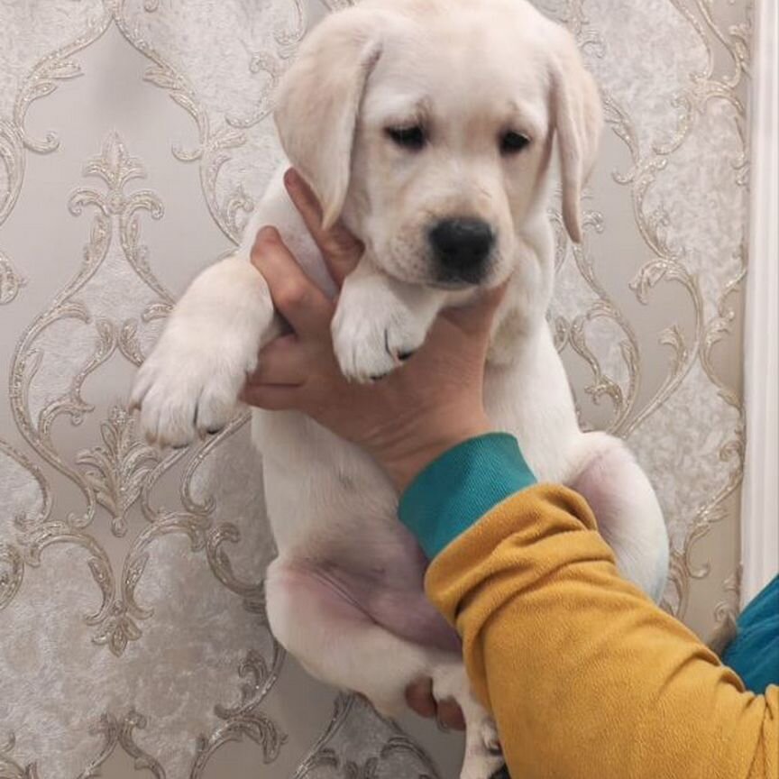 Лабрадор-ретривер, щенок