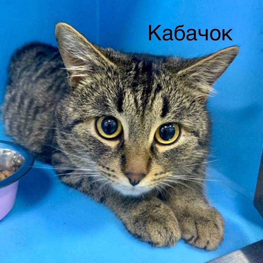 Кабачок выпуск на улицу. Он мечтает стать домашним