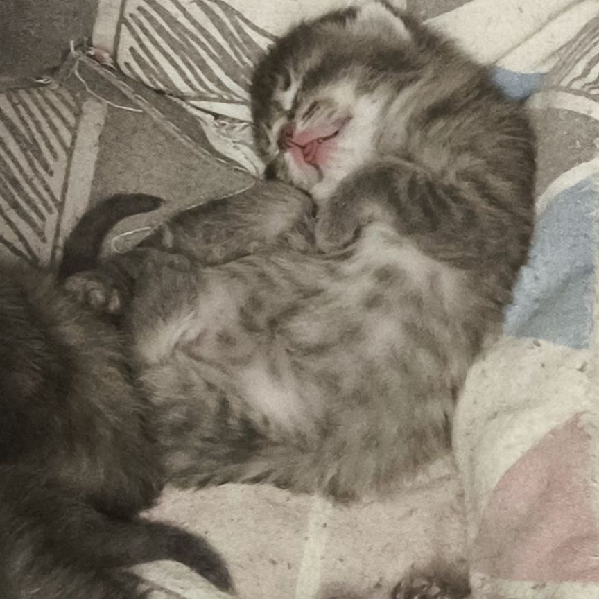 Сибирский котёнок