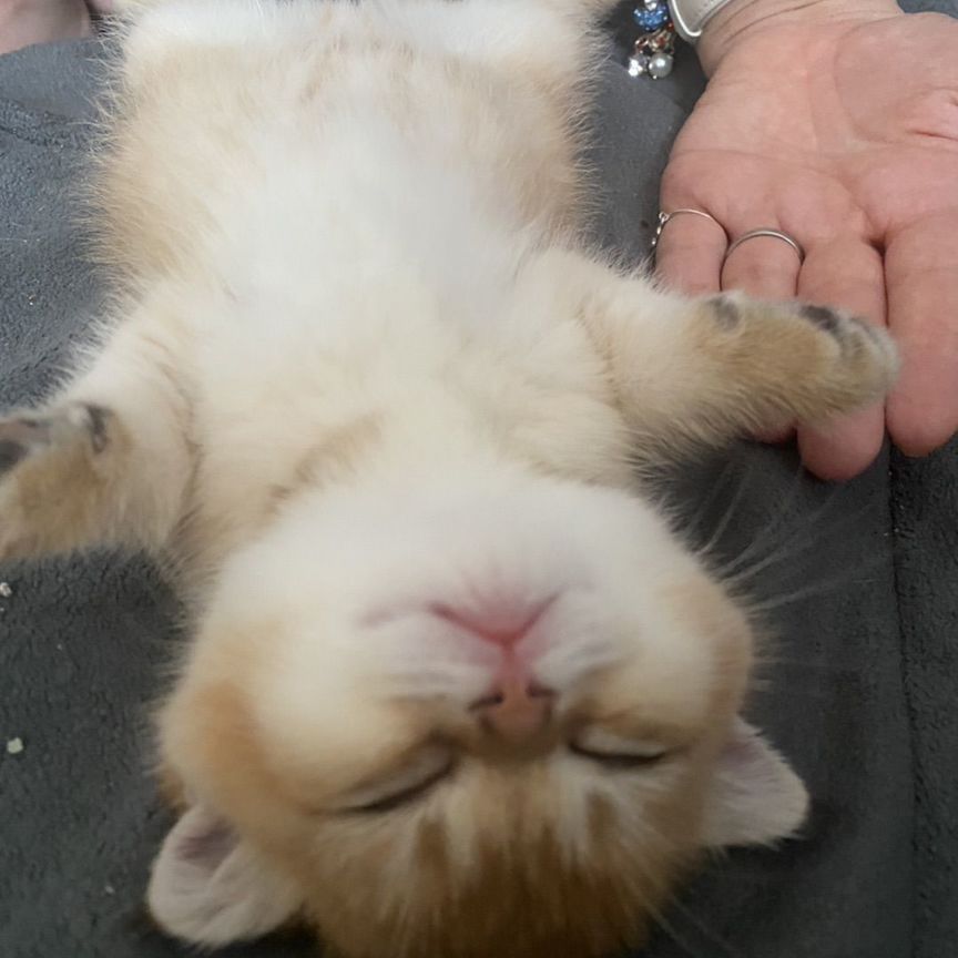 Кошка