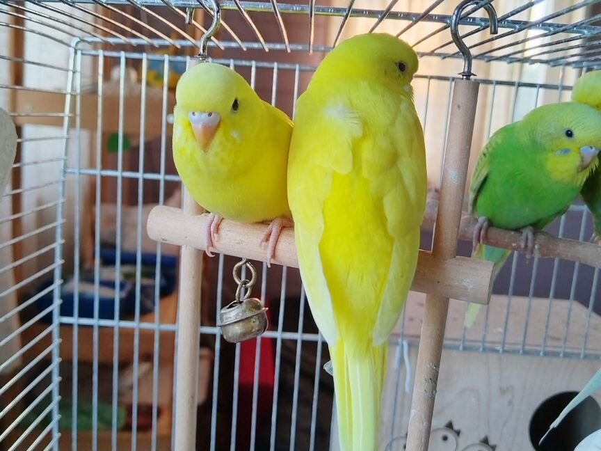 Птенцы волнистый попугай