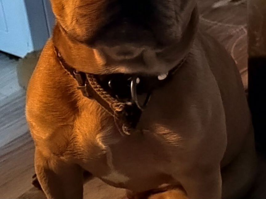 Французский бульдог кобель вязка