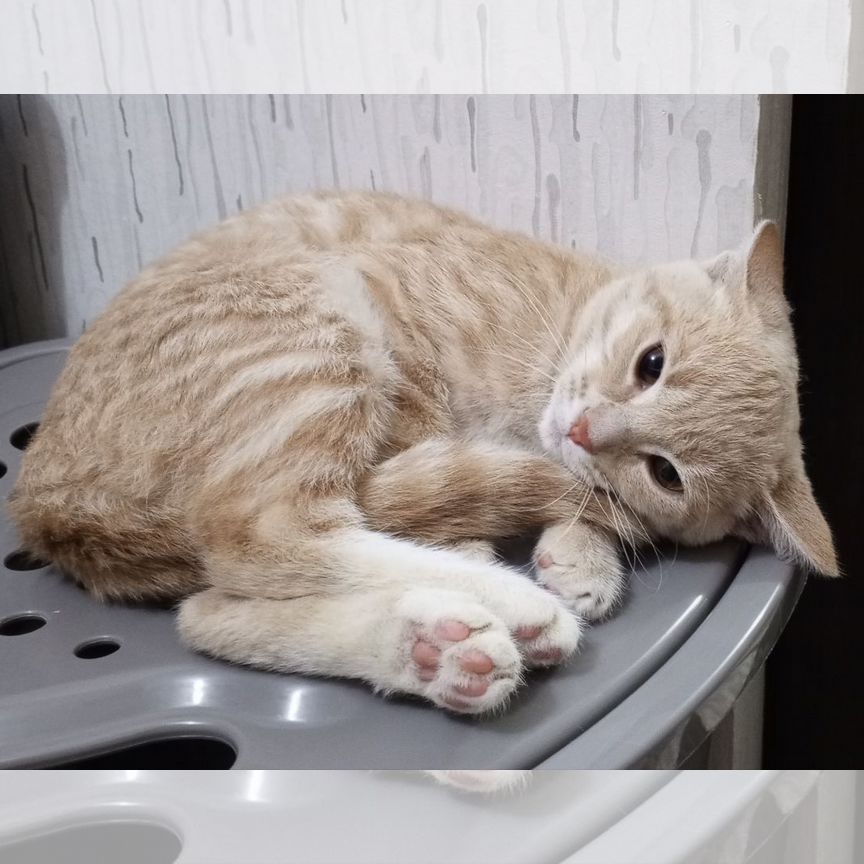 Котенак девочка