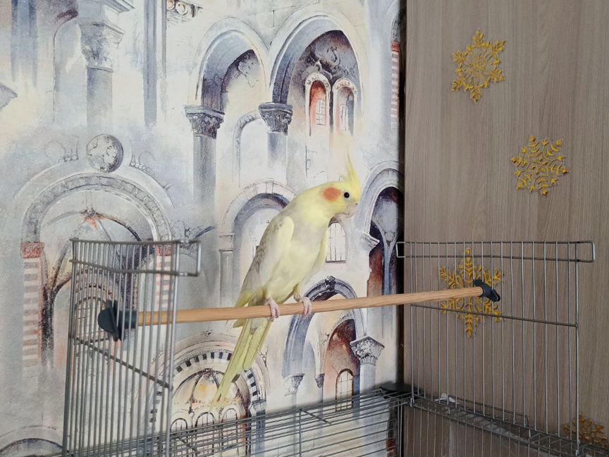 Попугай корелла с клеткой