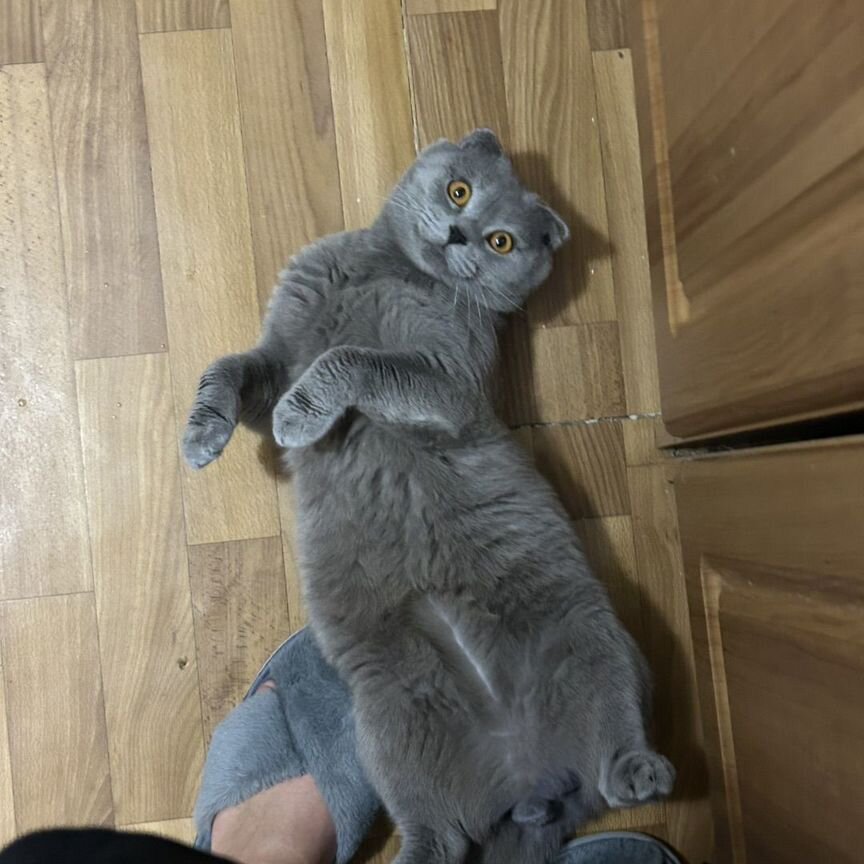 Котик Джери