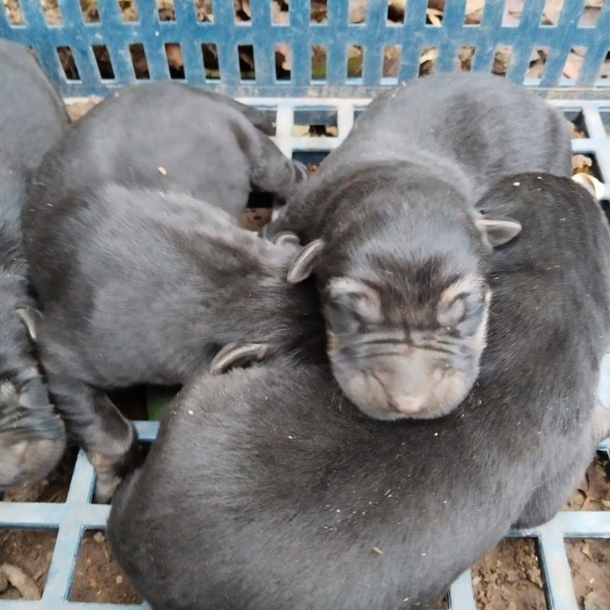 Щенки метисы в добрые руки