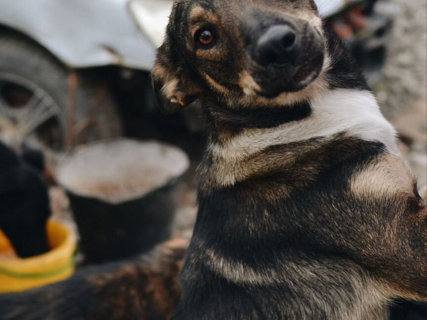Собака из приюта в добрые руки