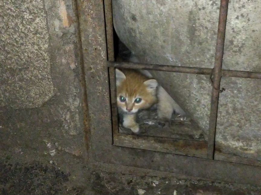 Бездомные Котята и Кошечка