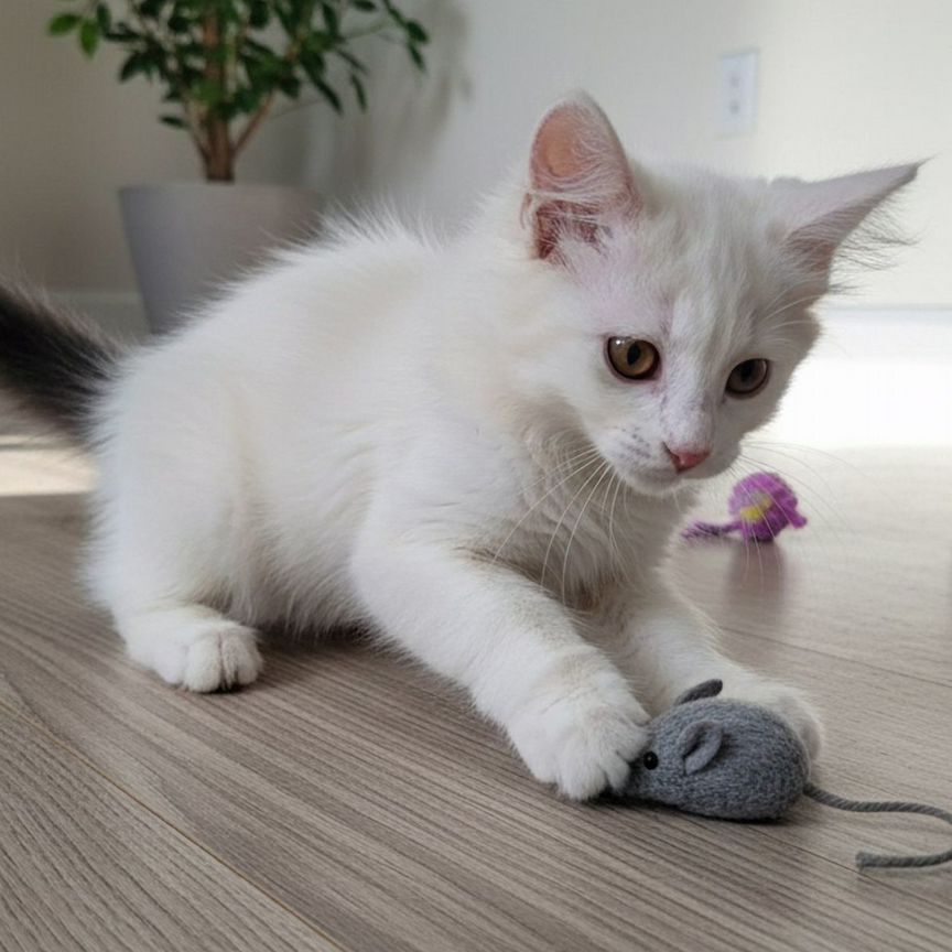 Котёнок в добрые руки