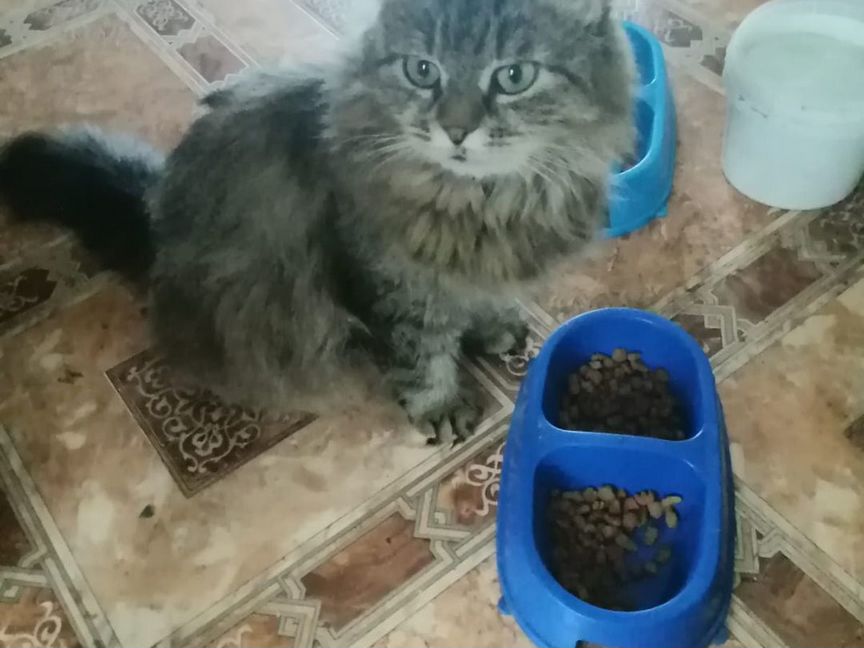 Кошка мышеловка с доставкой