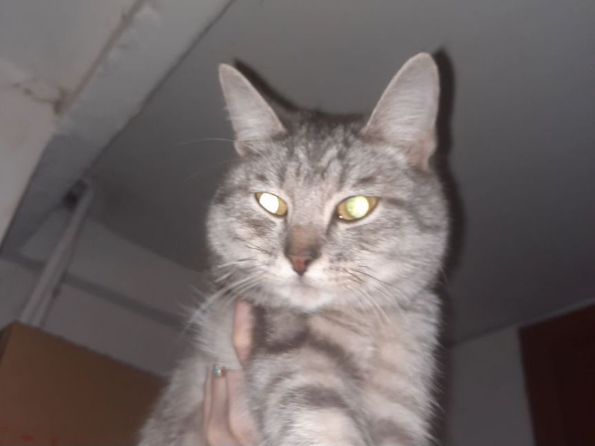 Отдам кота в добрые руки,помесь,4 месяца