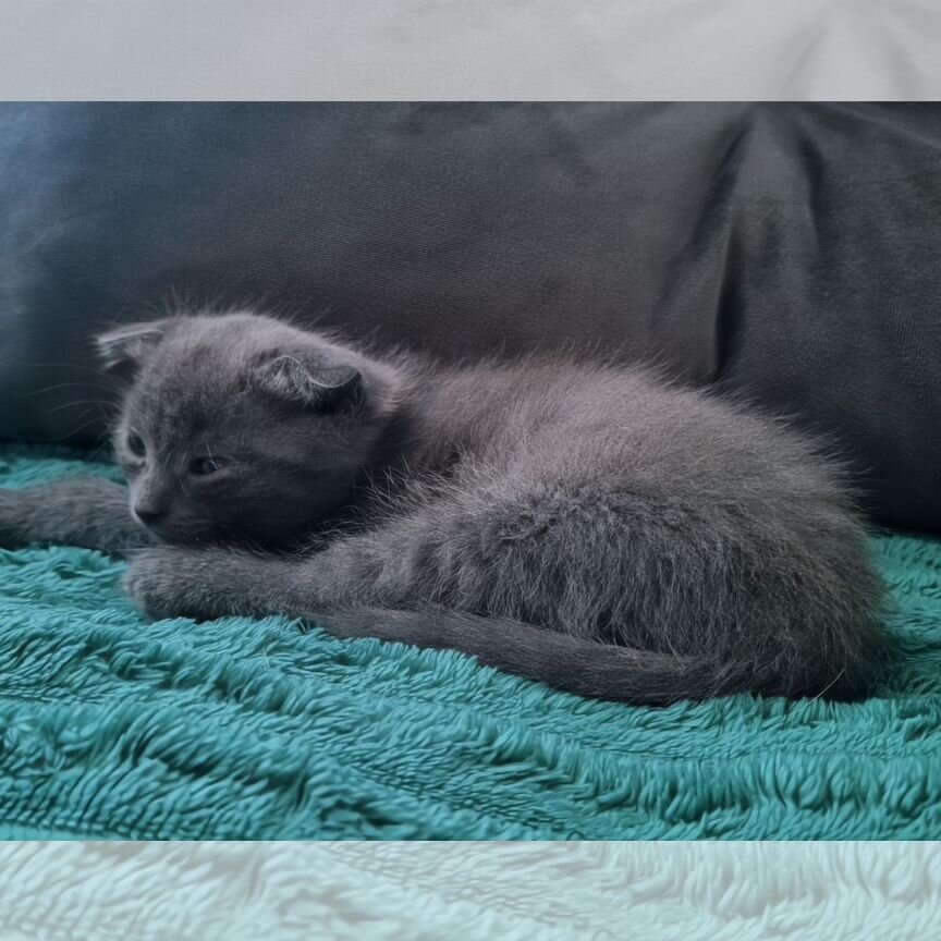 Британский короткошёрстный котёнок