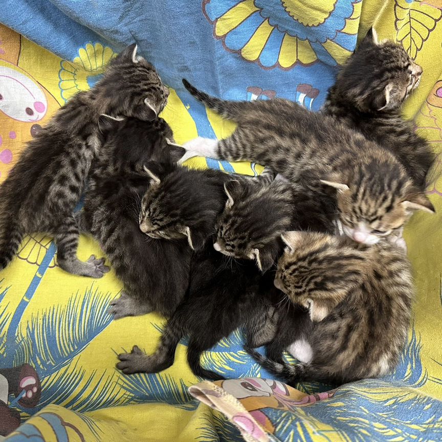 Бенгальские котята