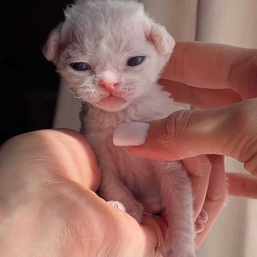 Девон-рекс котёнок