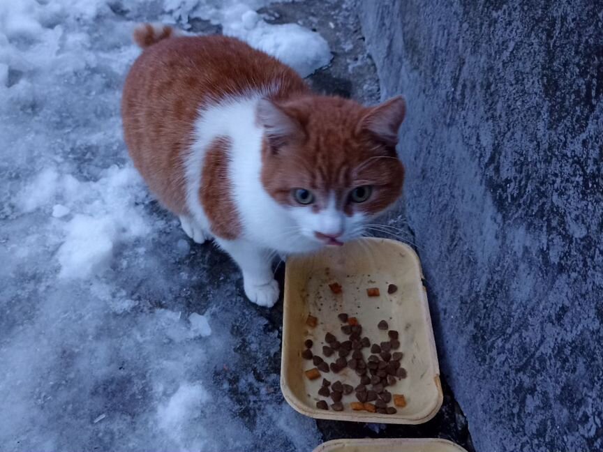 Котик