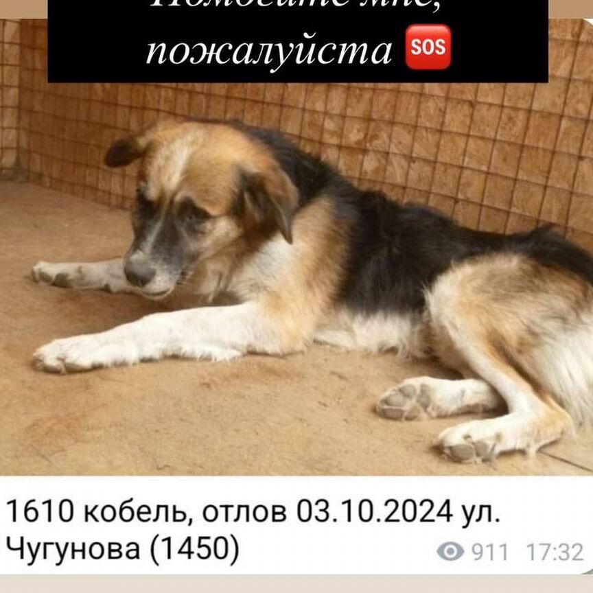 Собака ув усыпалке