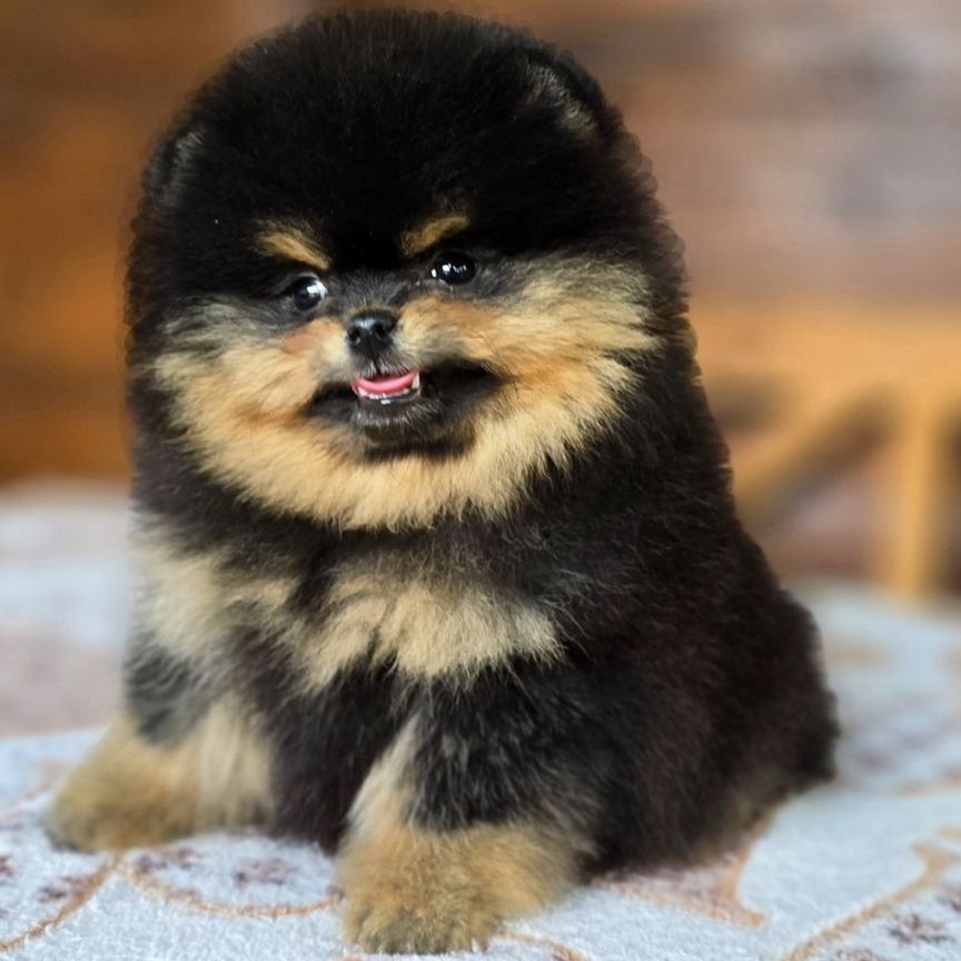 Померанский шпиц, щенок