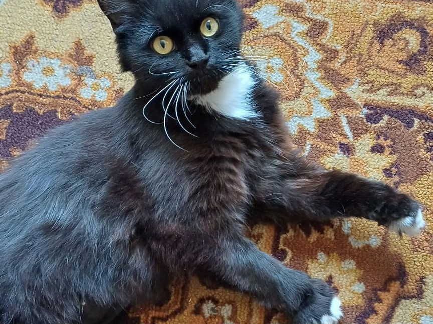 Кошка в добрые руки