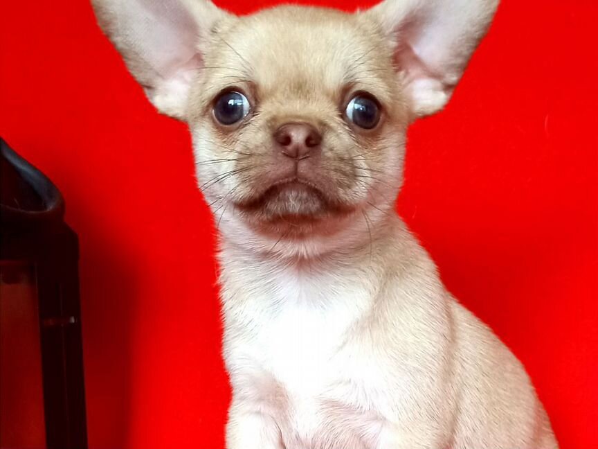 Мальчики чихуахуа