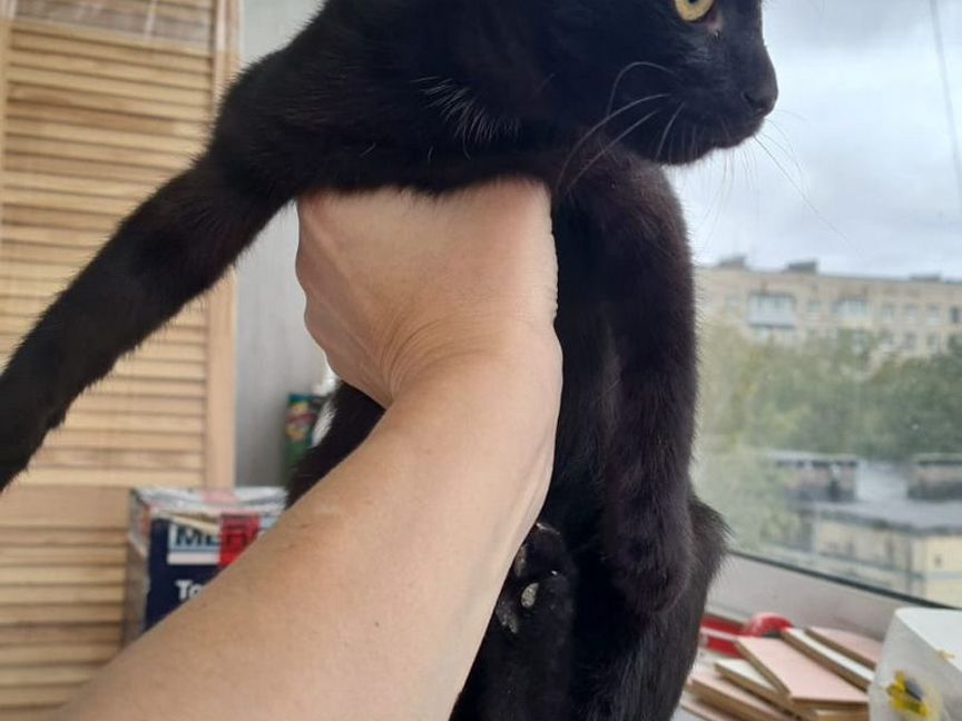 Отдам бесплатно котика