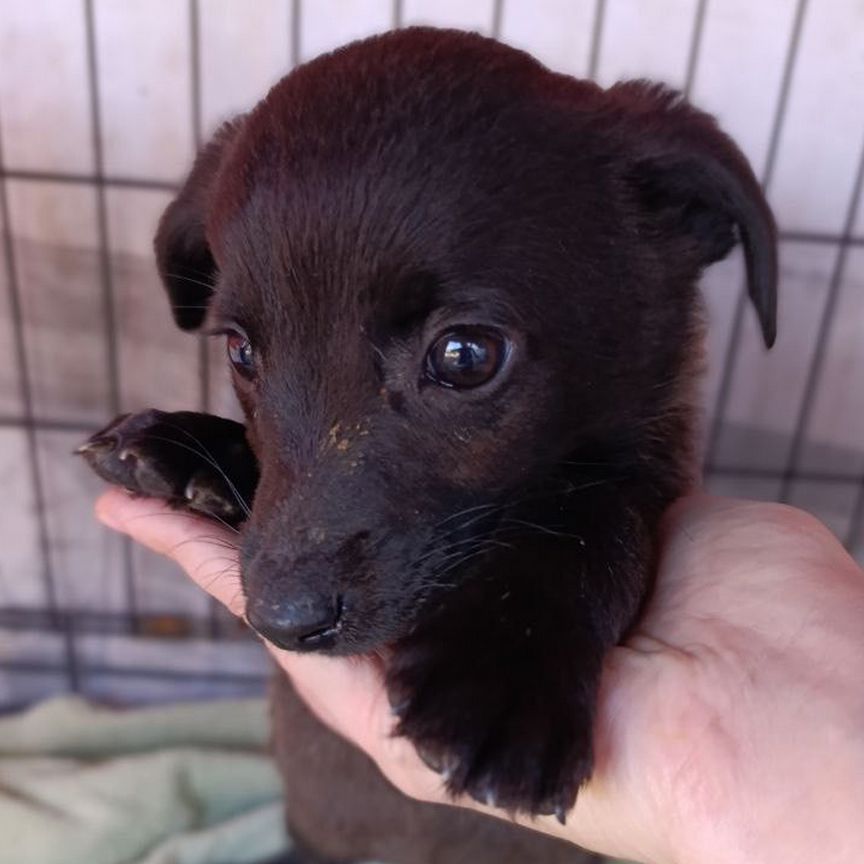 Щенок Вишенка ищет дом