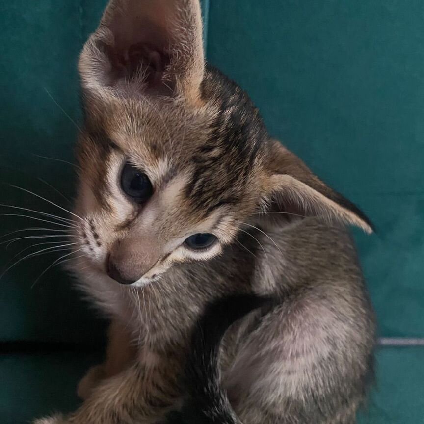 Орентальные котята