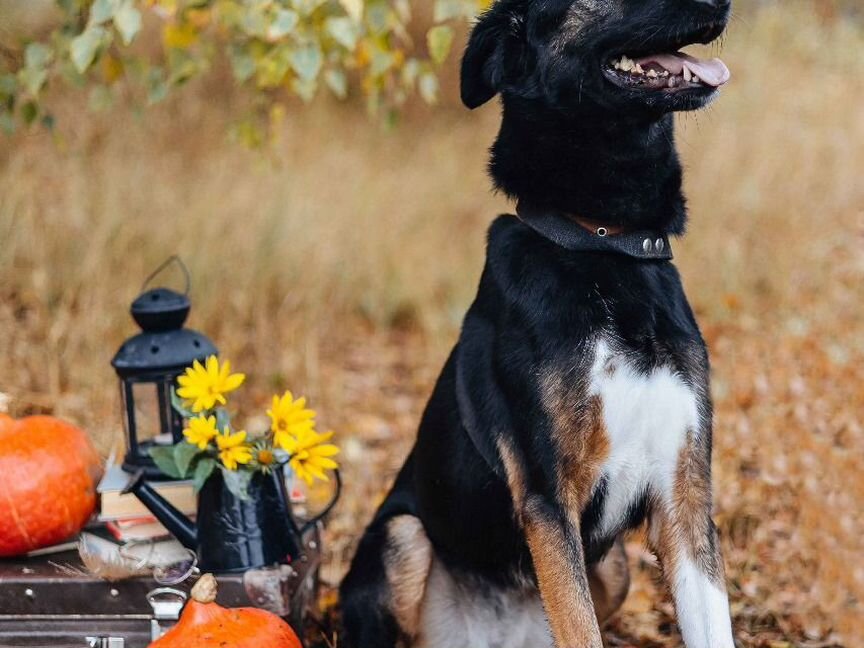 Молодая Гера ищет дом