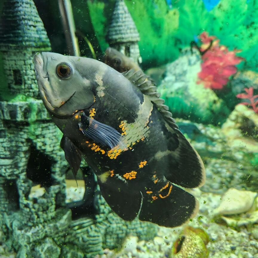 Астронотусы