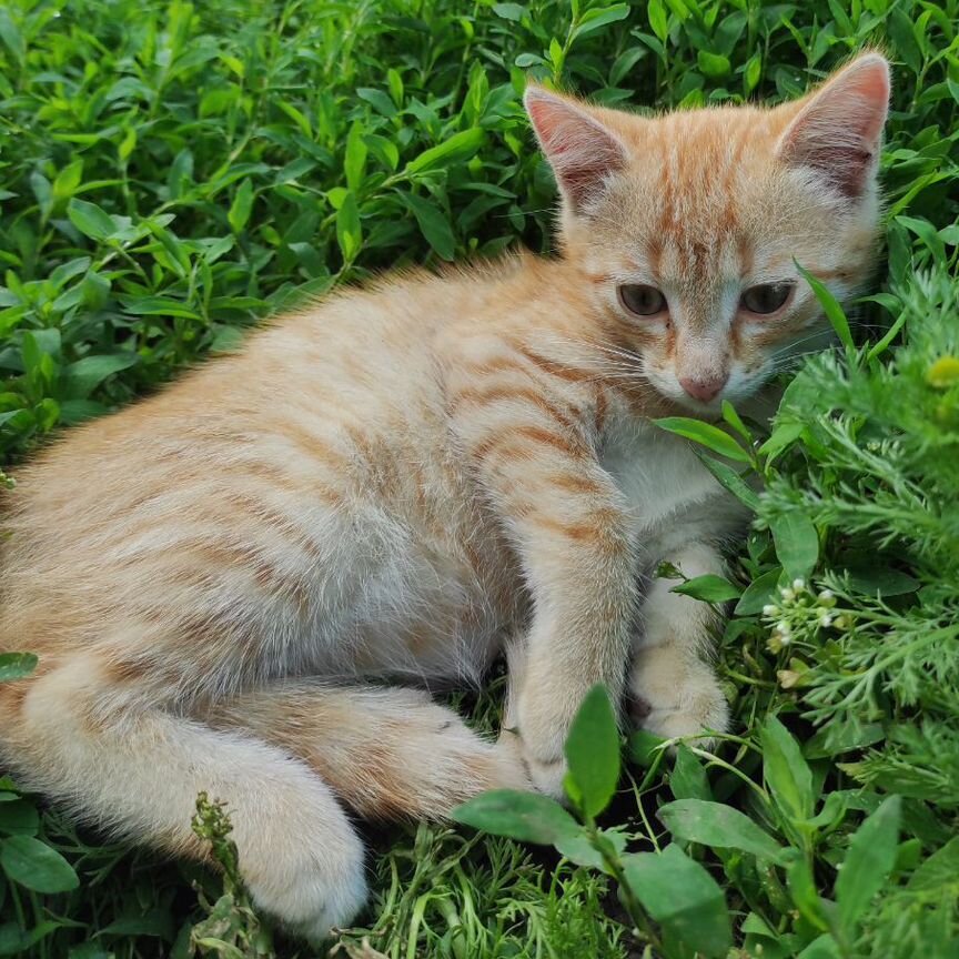 Отдам котят в добрые руки