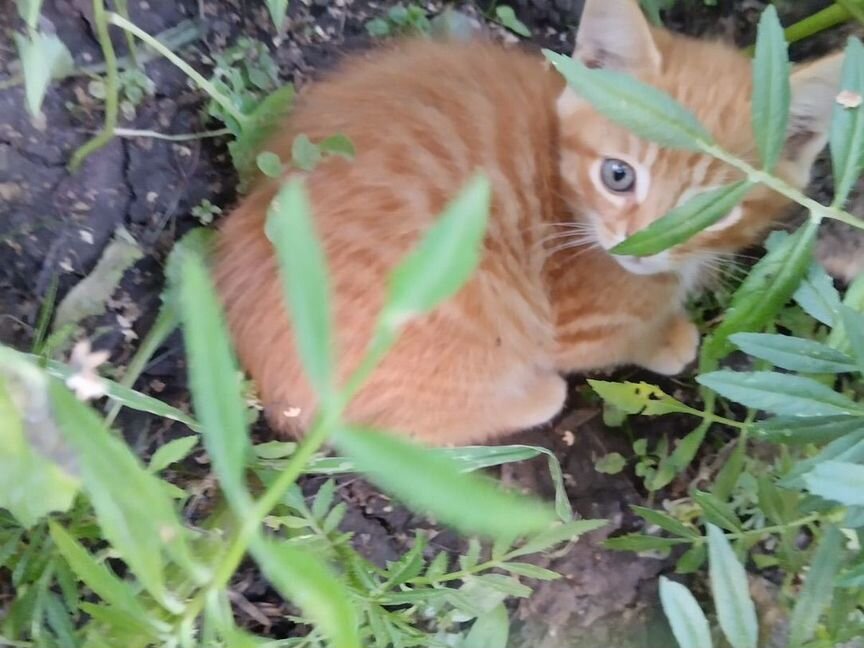 Котенок мальчик