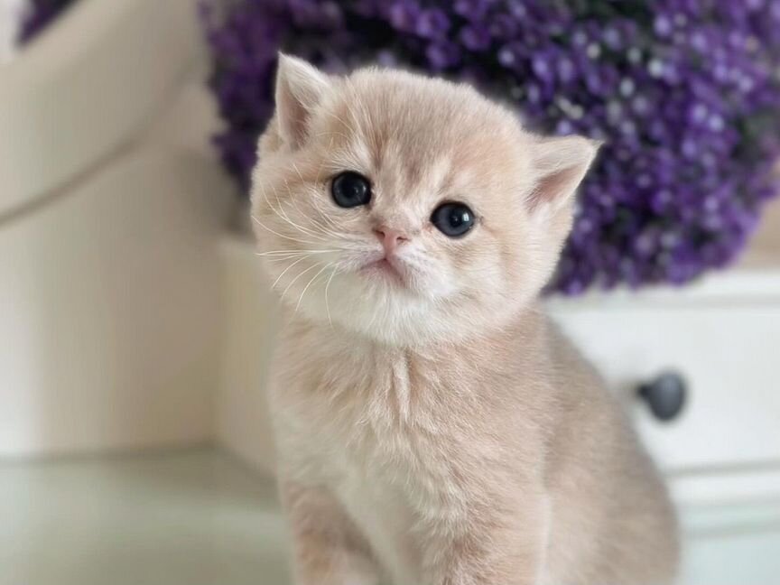 Британские котята