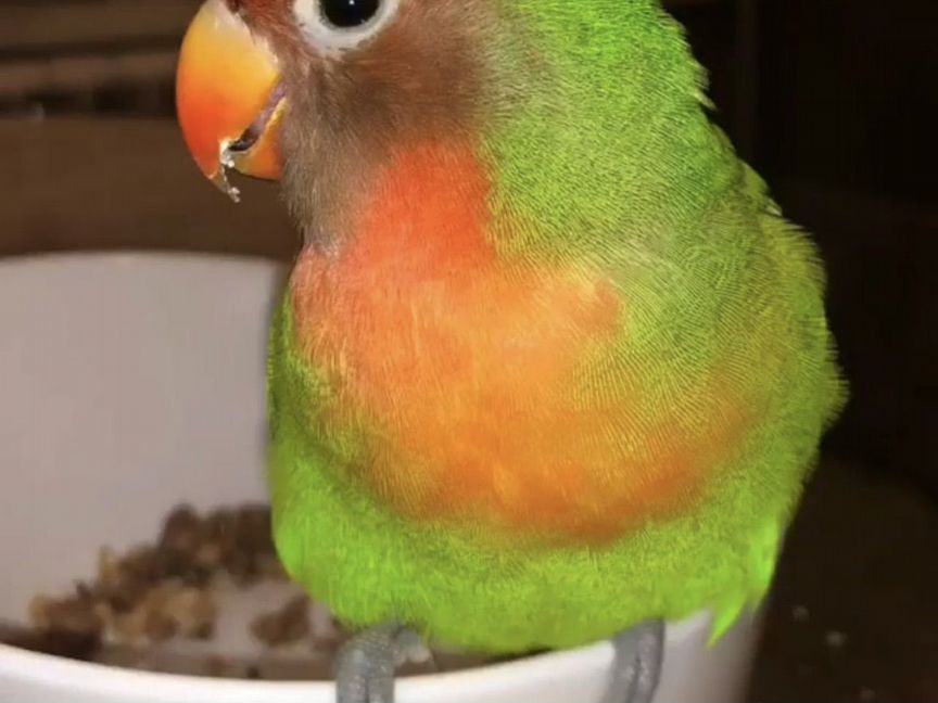 Попугай неразлучники с клеткой в дар