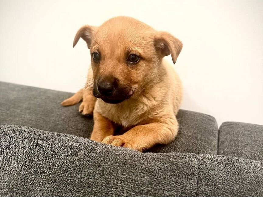 Щенок в добрые руки