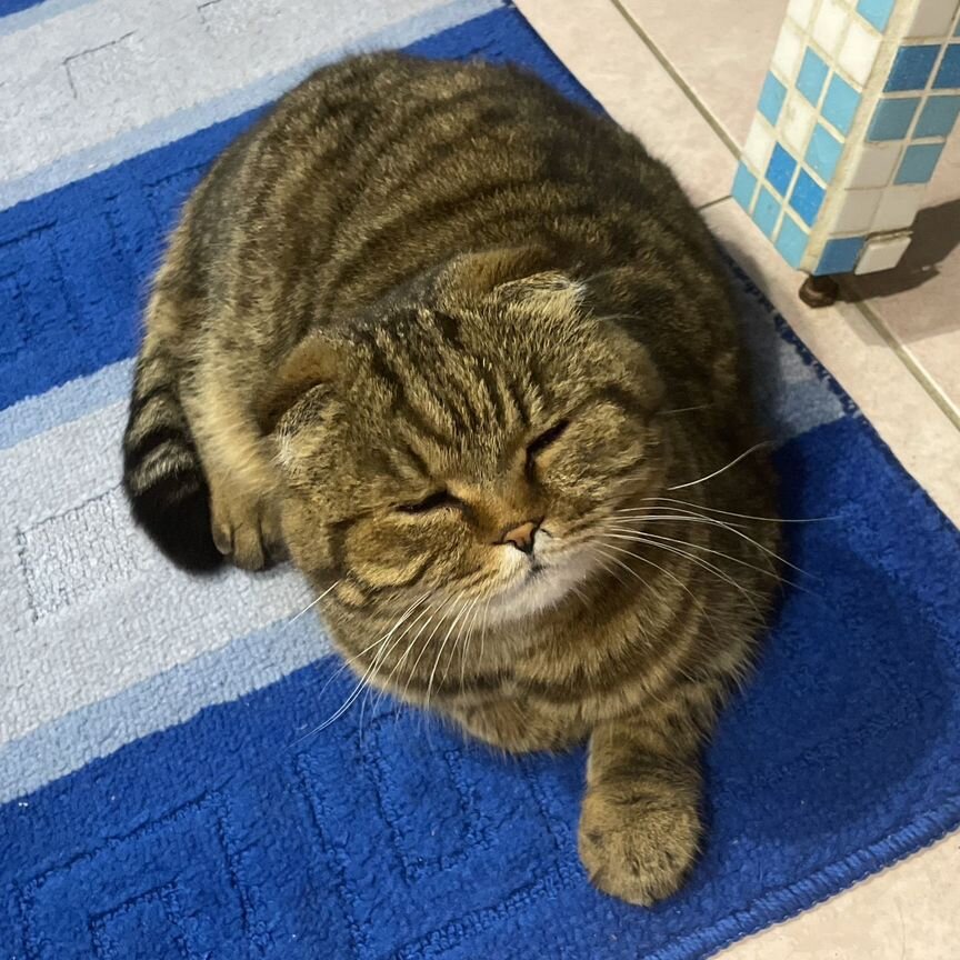 Кот
