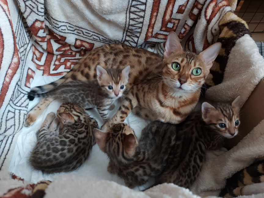 Бенгальские котята