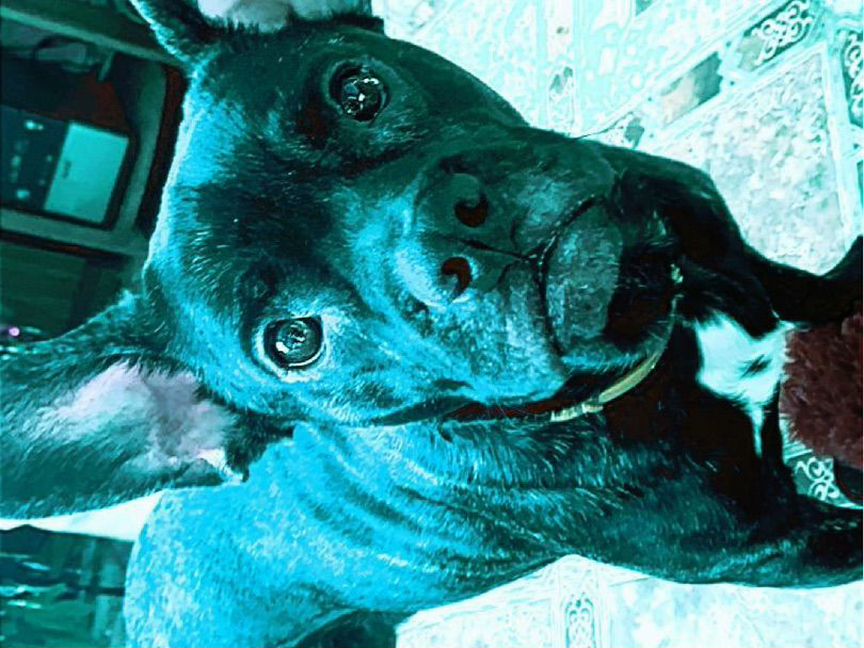 Собака в добрые руки