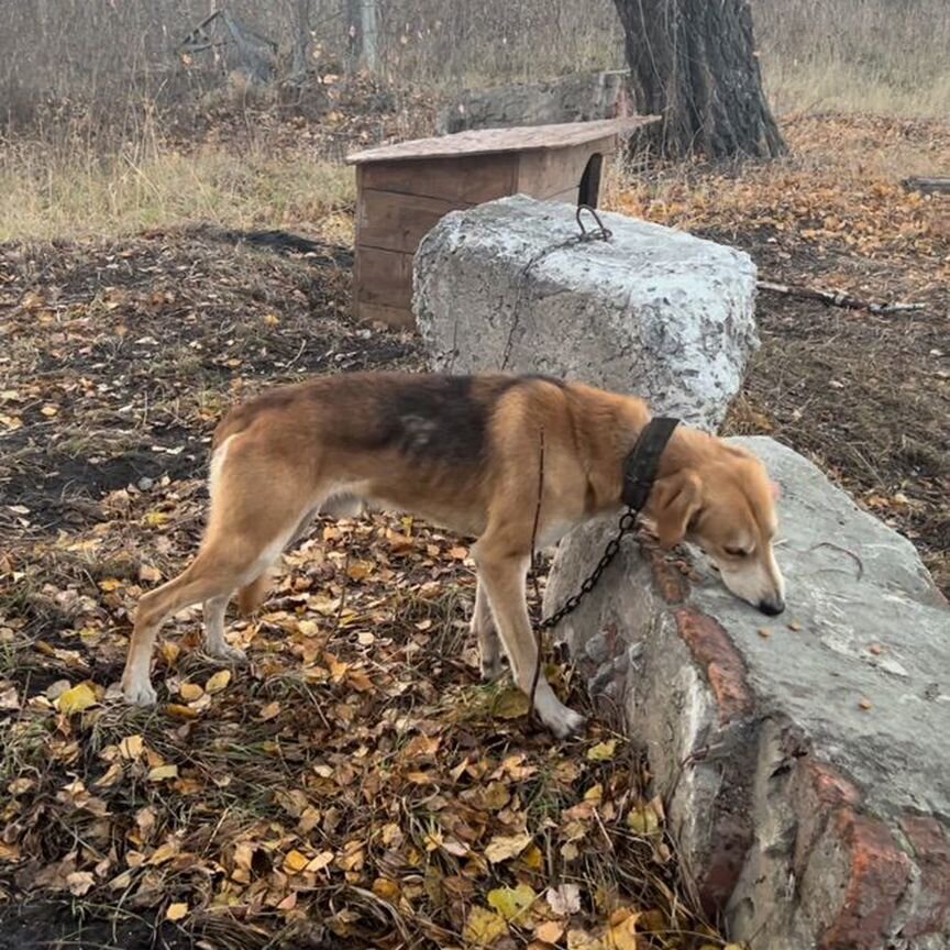 Русская гончая