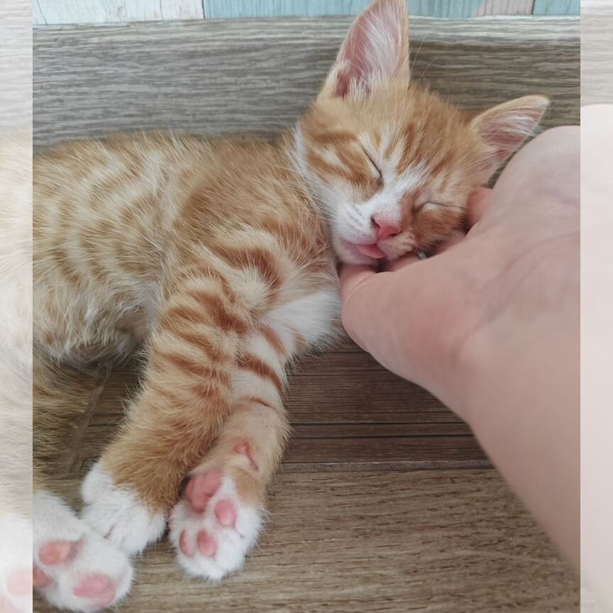 Котик мальчик