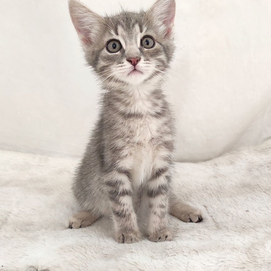 Котенок девчонка 2 месяца в добрые руки