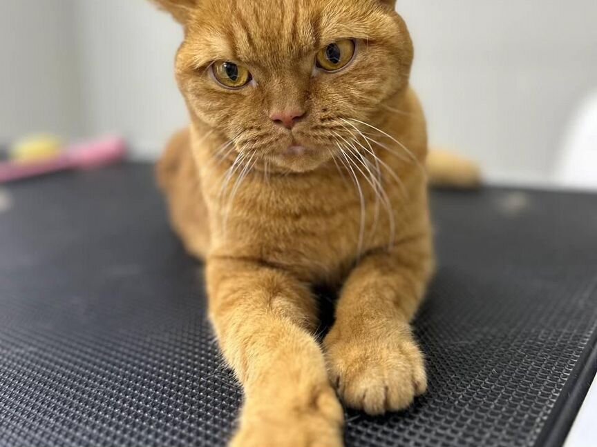 Короткошерстная кошка